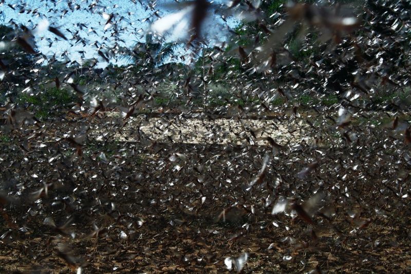 For Farmers Facing India's Biggest Locust Attack, Govt Provides ...
